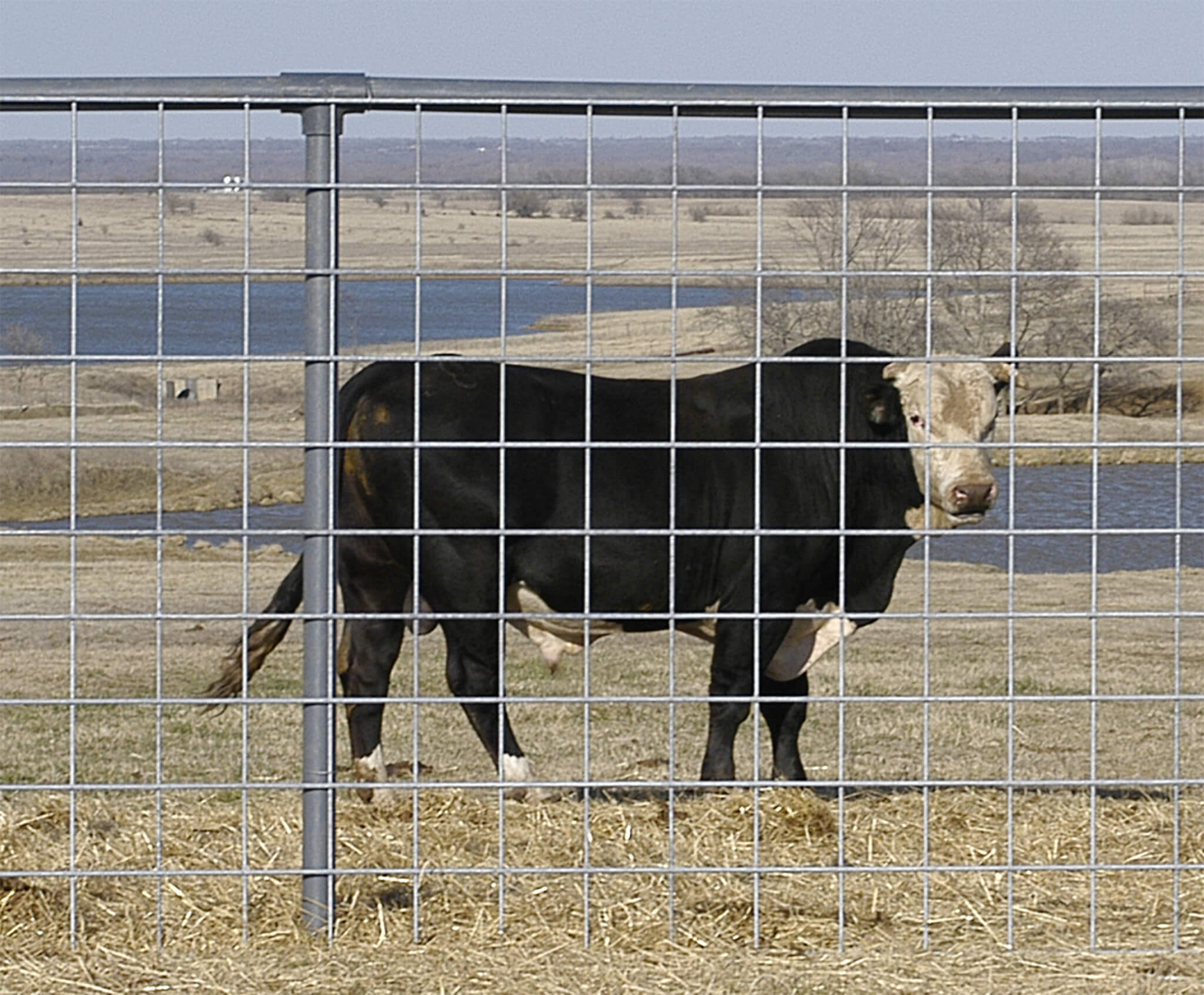 Bull Panels for Durable Livestock Fencing | OK Brand